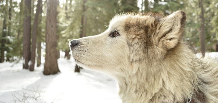 14 Dog Breeds That Look Like Wolves