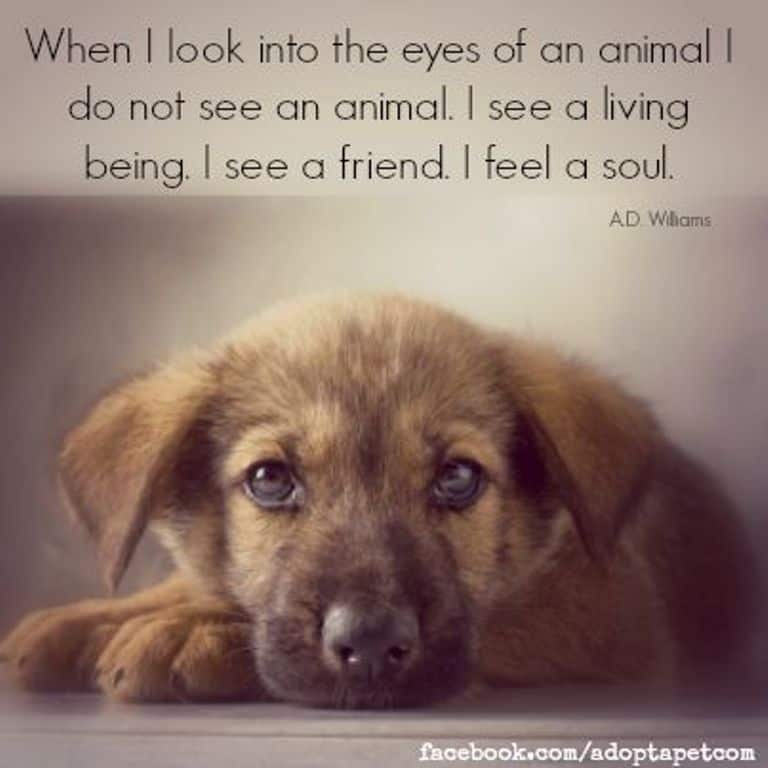 29 Inspirational Dog Quotes About Life And Love PlayBarkRun