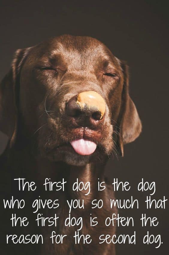 Why Do I Love Dogs So Much