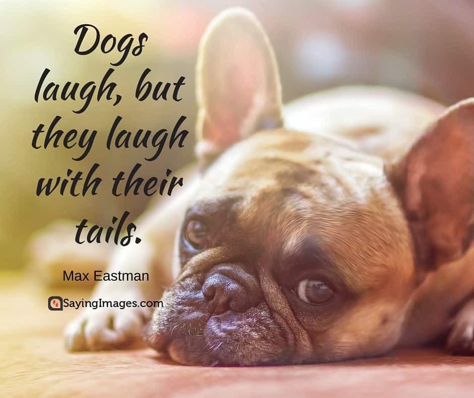 29 Inspirational Dog Quotes About Life And Love PlayBarkRun