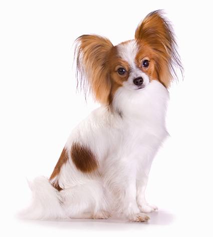 28 Low Maintenance Dog Breeds | Best For First Time Owners