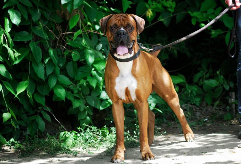 21 Tricolored Dog Breeds - (+ How Color Genetics Works) - PlayBarkRun