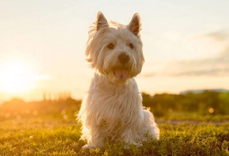 18 Dogs that Don't Smell - Pro Groomers Tell Their Story - PlayBarkRun