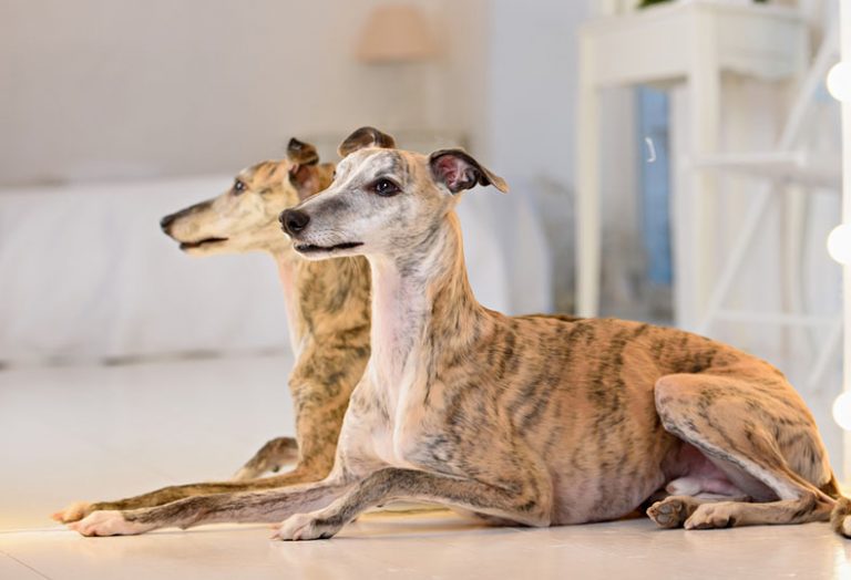12 Dogs That Don't Drool - PlayBarkRun