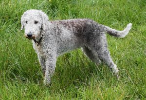 9 Dogs That Look Like Sheep or Lambs - PlayBarkRun
