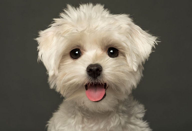 Best Small Dog Breeds for Kids? [Top 20 Rated] - PlayBarkRun