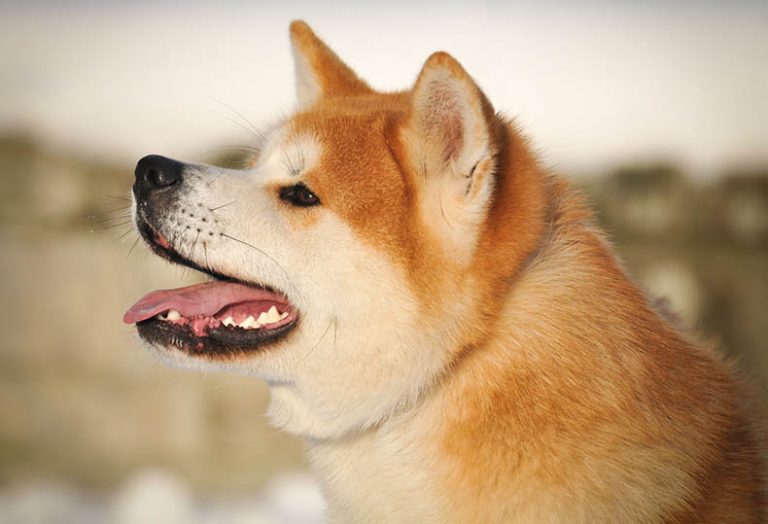 22 Red Haired (and Red and White) Dog Breeds - PlayBarkRun