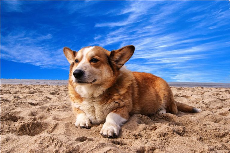 Corgi Shedding - Tips From an Expert Groomer - PlayBarkRun