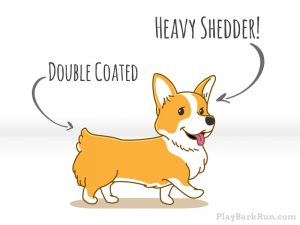 Corgi Shedding - Tips From an Expert Groomer - PlayBarkRun
