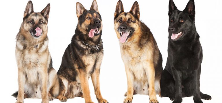 11 German Shepherd Colors (And Coat Care) - PlayBarkRun