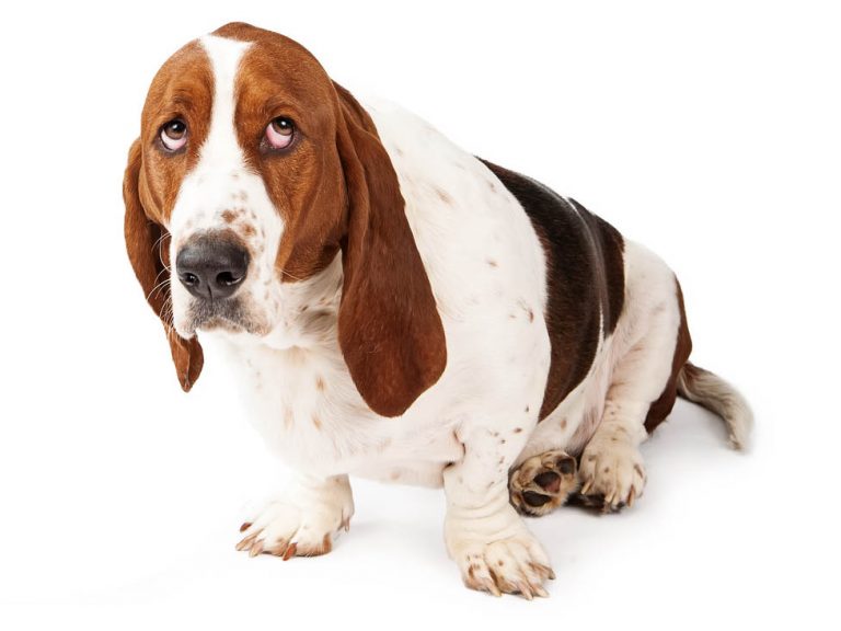 Understanding Your Dog's Body Language - PlayBarkRun