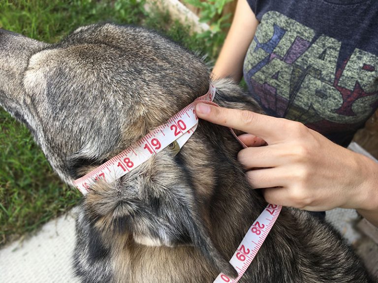 How Tight Should A Dog’s Collar Be? - PlayBarkRun