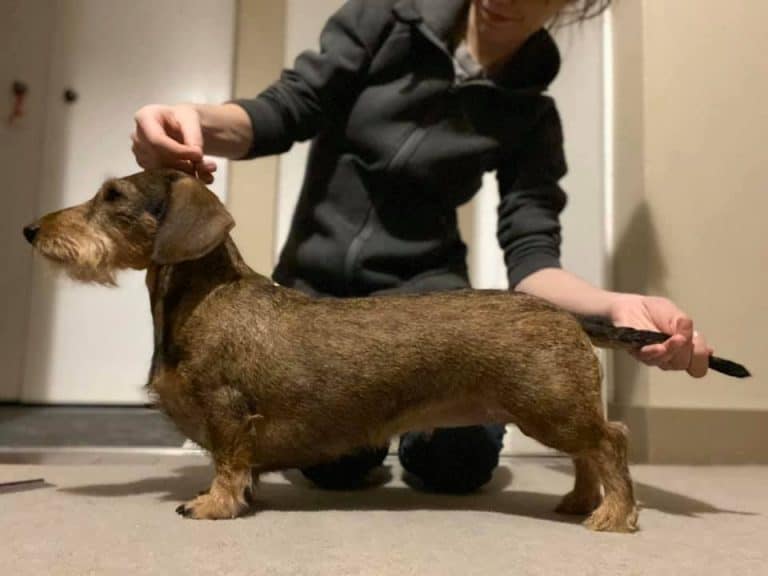 Wire Haired Dachshund 101 - Facts and Info - PlayBarkRun