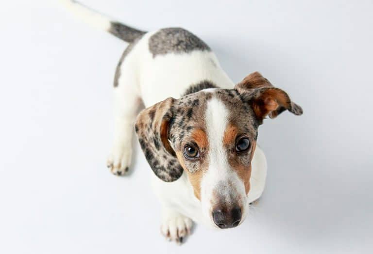 Dachshund Colors, Patterns, and Markings - PlayBarkRun