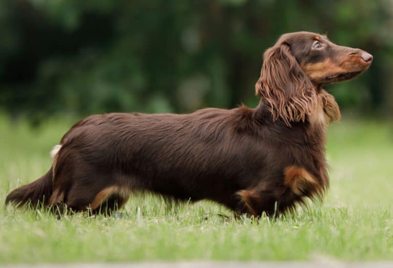Dachshund Colors, Patterns, and Markings - PlayBarkRun