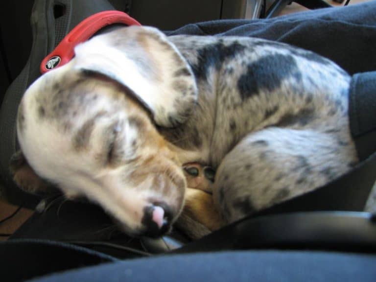 Dachshund Colors, Patterns, and Markings - PlayBarkRun