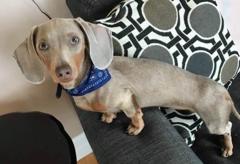 10 Blue Colored Dog Breeds - True Blue Dogs Explained - PlayBarkRun