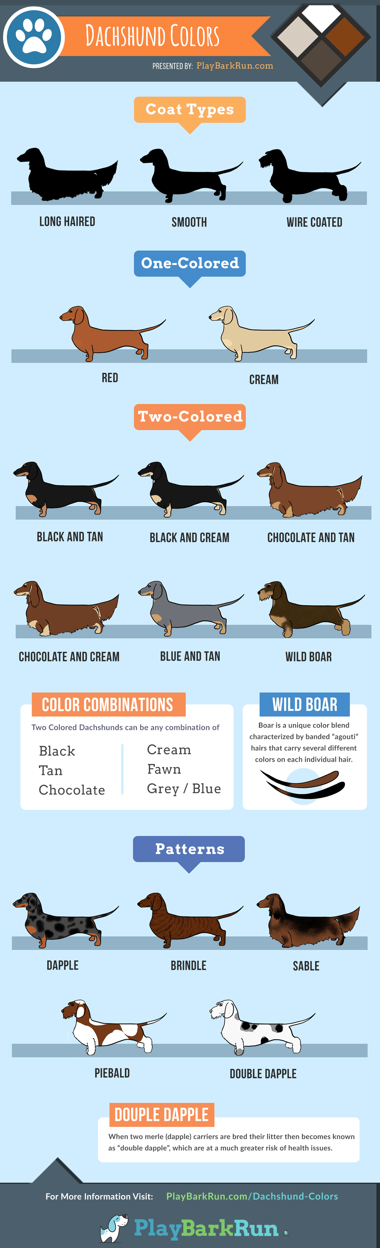 Wild Boar Dachshund Color