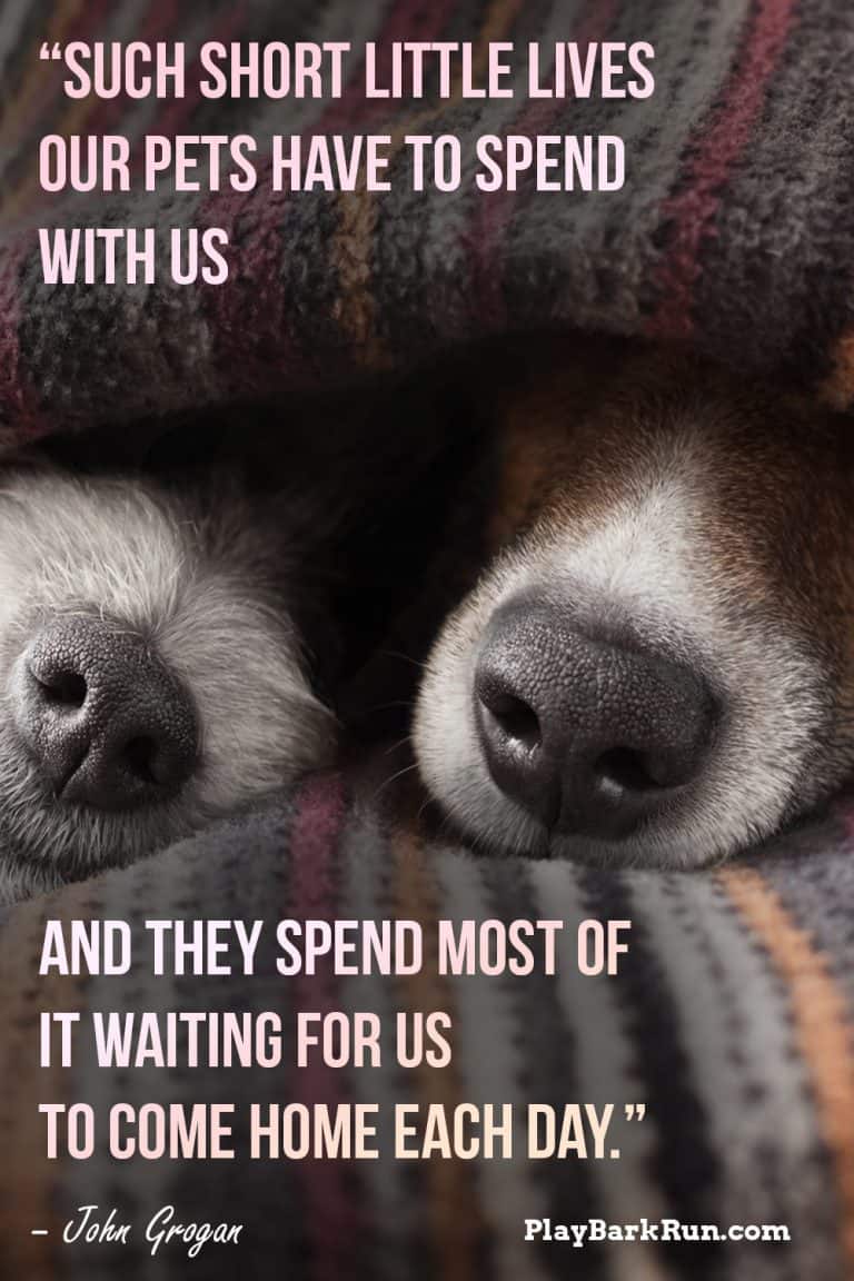 29 Inspirational Dog Quotes about Life and Love - PlayBarkRun