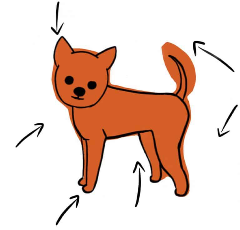 Pomeranian Haircut Styles - Expert Groomer Explains