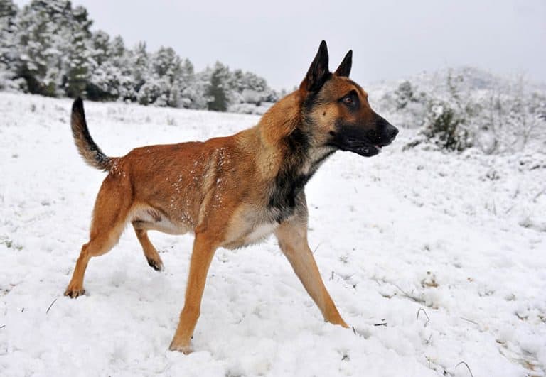 11 Dogs That Look Like German Shepherds - PlayBarkRun