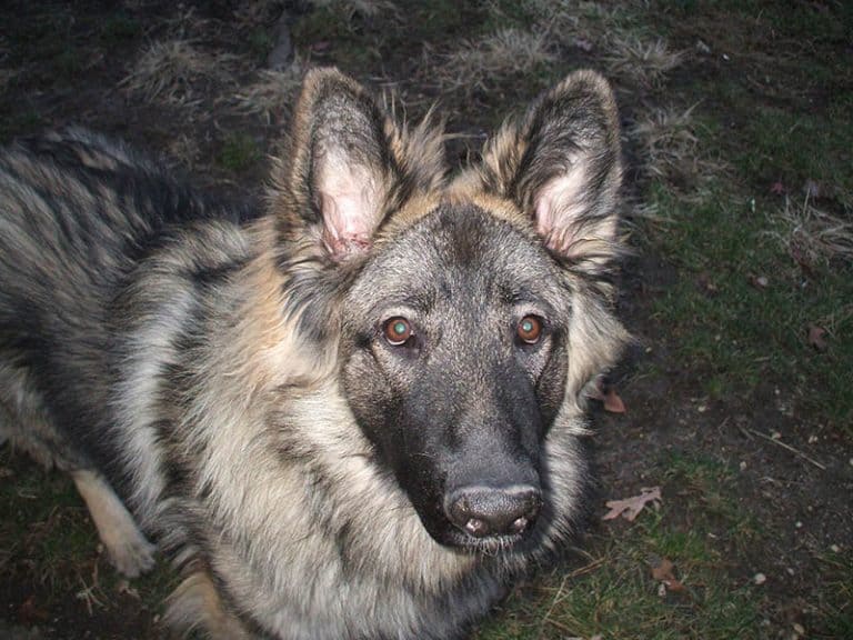 11 Dogs That Look Like German Shepherds - PlayBarkRun