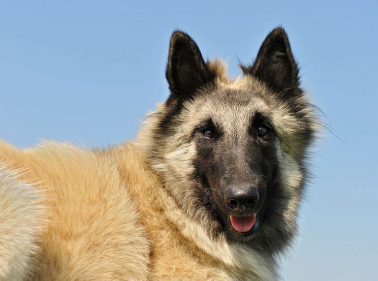 11 Dogs That Look Like German Shepherds - PlayBarkRun