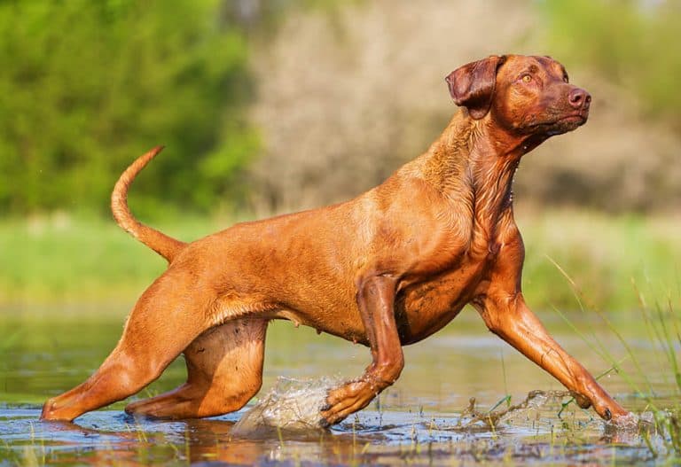 22 Red Haired (and Red and White) Dog Breeds - PlayBarkRun