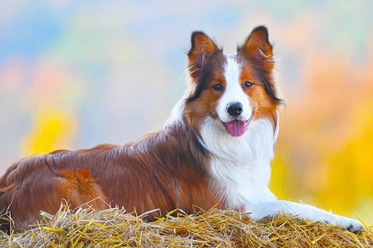 22 Red Haired (and Red and White) Dog Breeds - PlayBarkRun