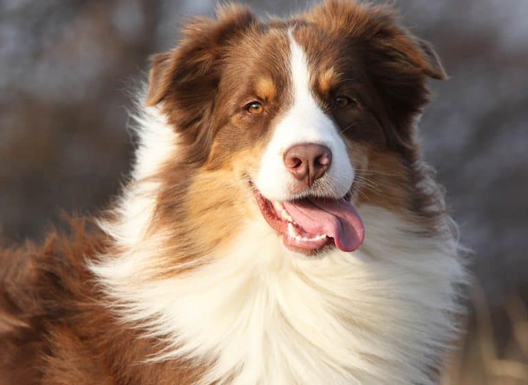21 Tricolored Dog Breeds - (+ How Color Genetics Works) - PlayBarkRun