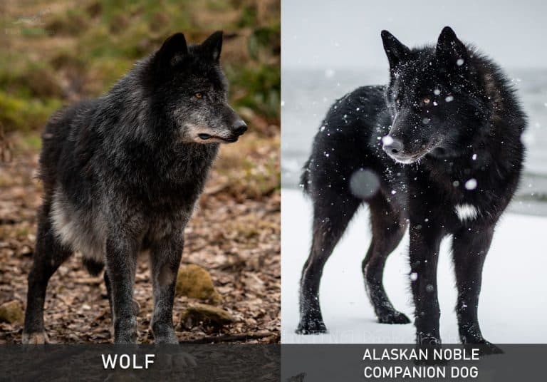 14 Dog Breeds That Look Like Wolves