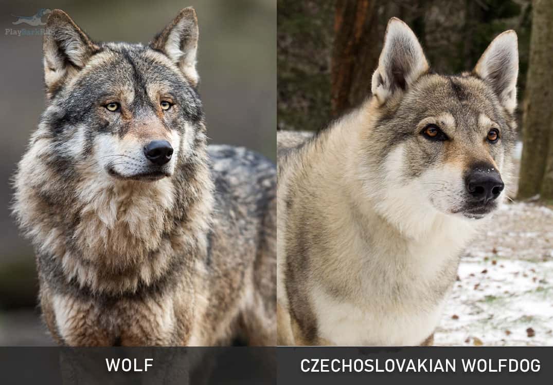 14 Dog Breeds That Look Like Wolves