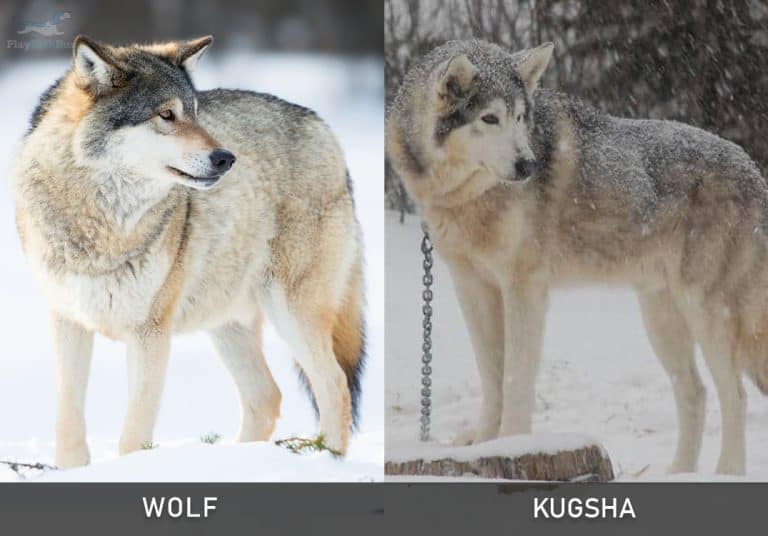 14 Dog Breeds That Look Like Wolves