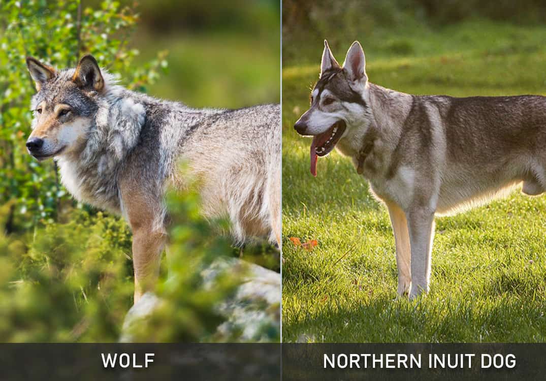 14 Dog Breeds That Look Like Wolves