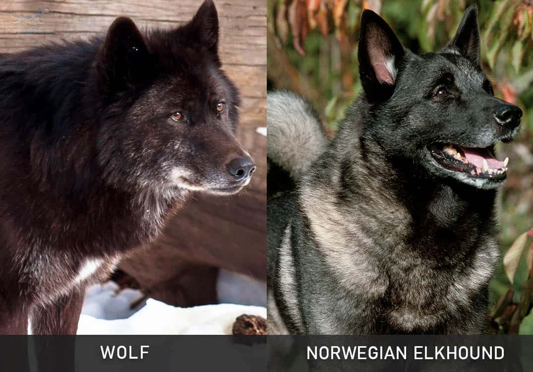 14 Dog Breeds That Look Like Wolves