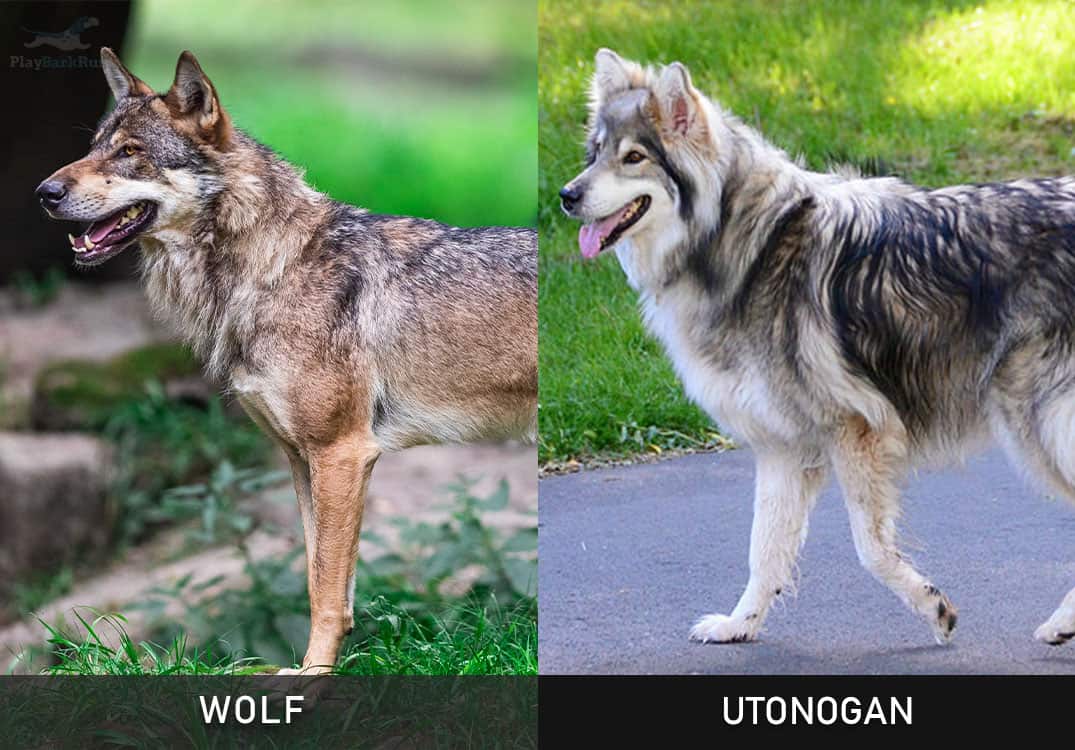 14 Dog Breeds That Look Like Wolves