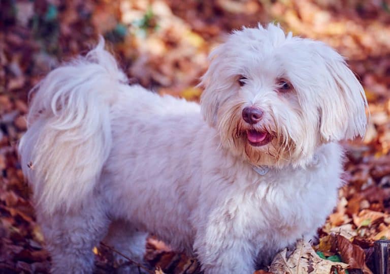 The 6 Havanese Haircuts, Styles, and Trims - PlayBarkRun
