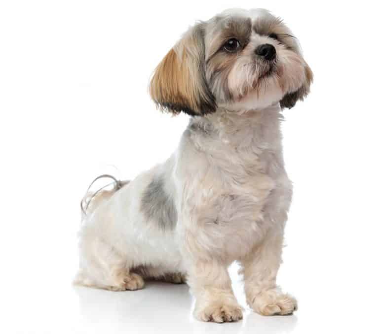 The 6 Havanese Haircuts, Styles, and Trims - PlayBarkRun