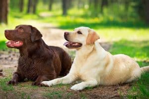 Labrador Retriever Coat – Care, Grooming, & Shedding