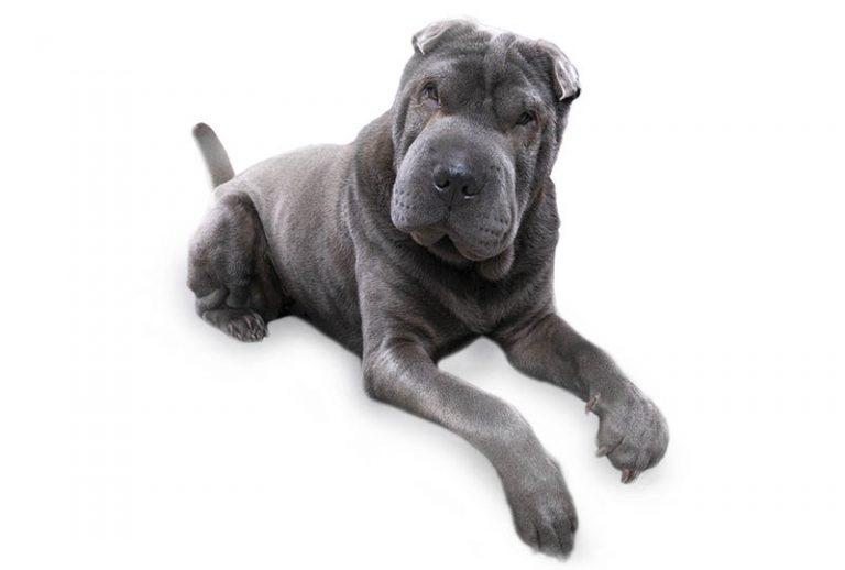 10 Blue Colored Dog Breeds - True Blue Dogs Explained - PlayBarkRun