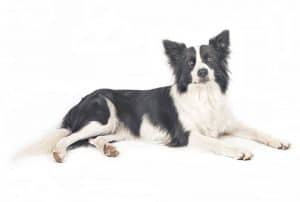 10 Blue Colored Dog Breeds - True Blue Dogs Explained - PlayBarkRun