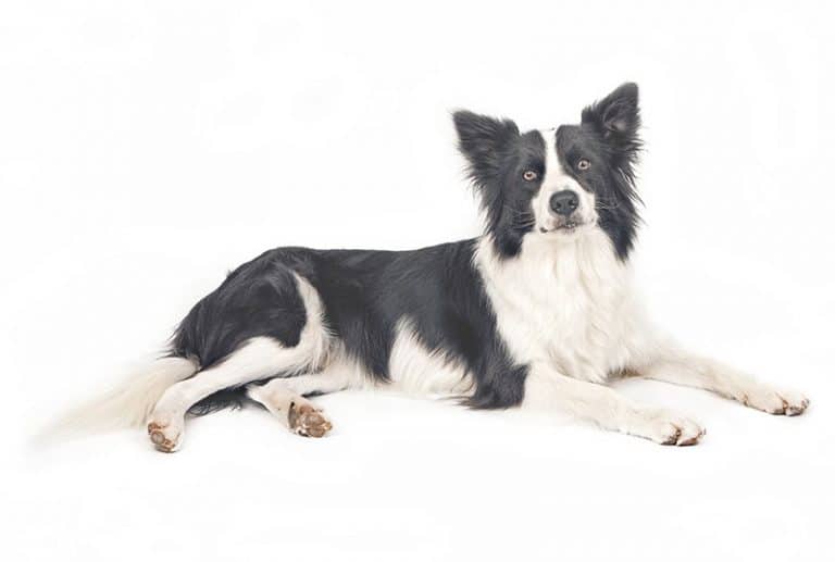 10 Blue Colored Dog Breeds - True Blue Dogs Explained - PlayBarkRun