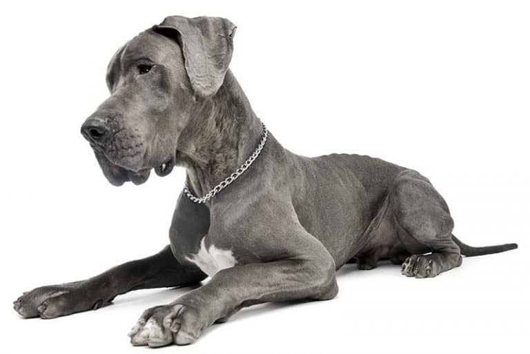 10 Blue Colored Dog Breeds - True Blue Dogs Explained - PlayBarkRun