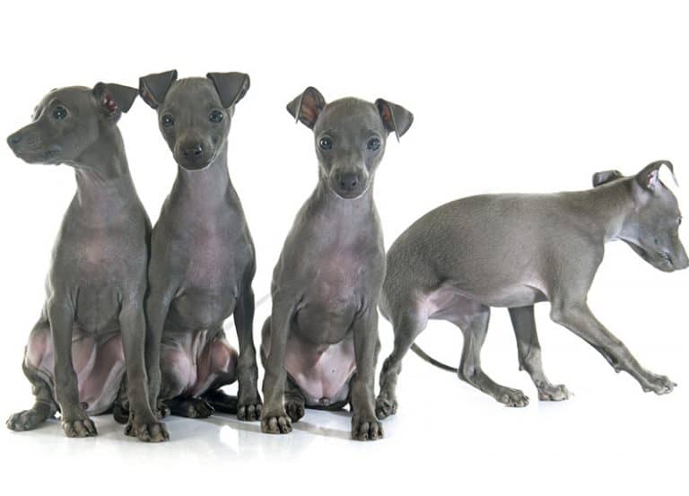 10 Blue Colored Dog Breeds - True Blue Dogs Explained - PlayBarkRun