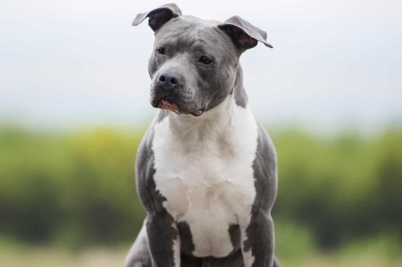 10 Blue Colored Dog Breeds - True Blue Dogs Explained - PlayBarkRun