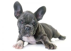 10 Blue Colored Dog Breeds - True Blue Dogs Explained - PlayBarkRun