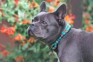 10 Blue Colored Dog Breeds - True Blue Dogs Explained - PlayBarkRun
