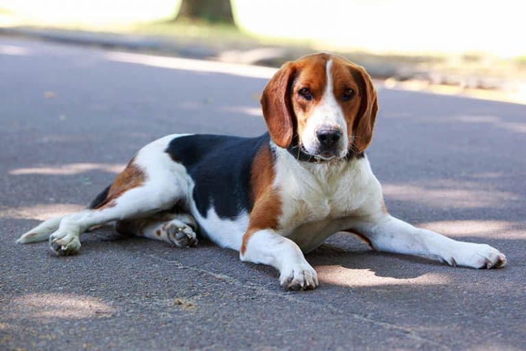 21 Tricolored Dog Breeds - (+ How Color Genetics Works) - PlayBarkRun