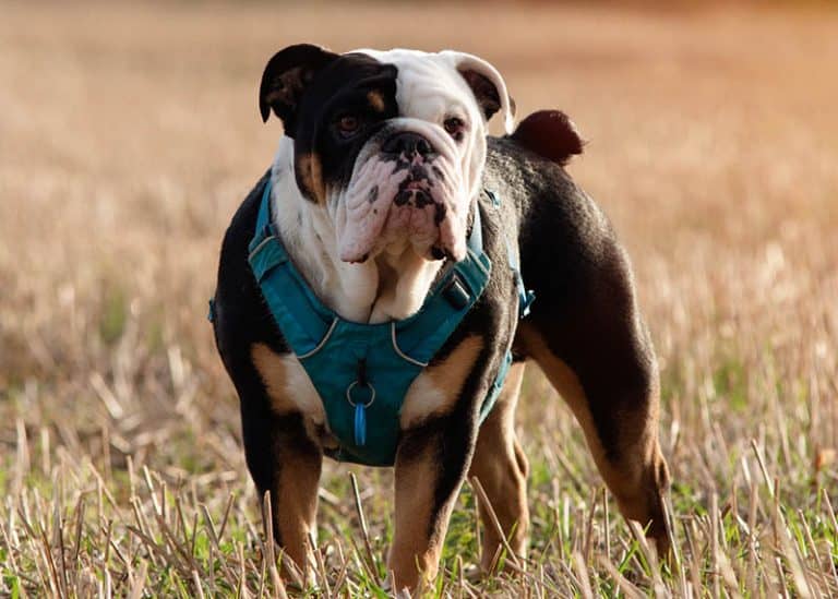 21 Tricolored Dog Breeds - (+ How Color Genetics Works) - PlayBarkRun