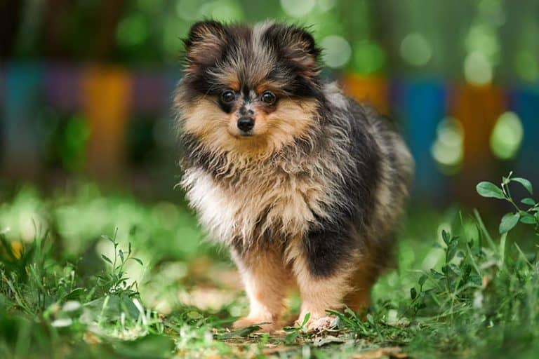 21 Tricolored Dog Breeds - (+ How Color Genetics Works) - PlayBarkRun